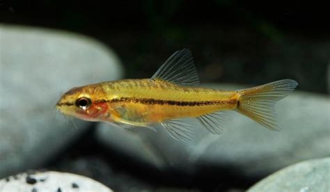 10 Myanmar Zwergschmerlen Physoschistura Mango Getshrimp De