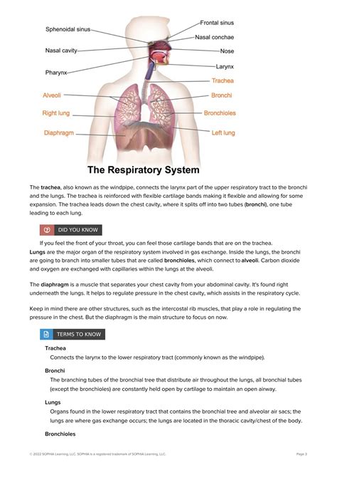 Solution Unit 4 Tutorials Respiratory Circulatory And Immune Systems