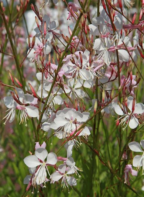 White Gaura Flowers Stock Image Image Of Gardening 258642359
