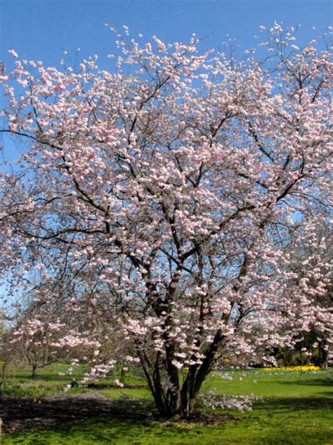 Prunus Accolade Prunus Accolade Van Den Berk Nurseries