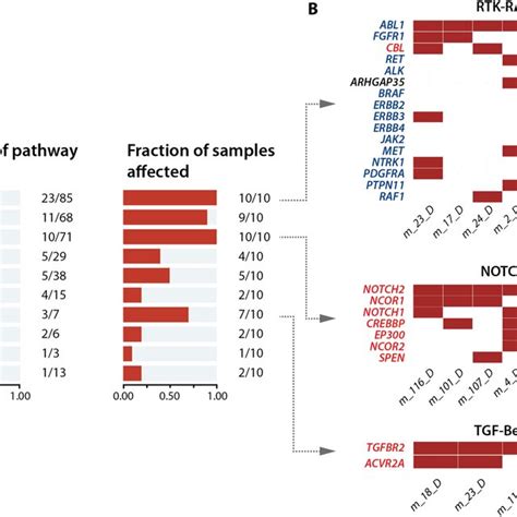 Overview Of Oncogenic Pathway Alterations In The Patient Cohort The