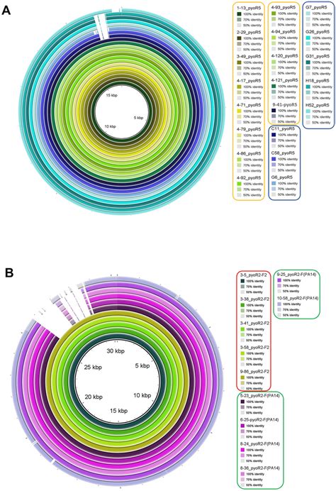 Homology Of The Pyocin Clusters Determined By Brig 095 A R Type Download Scientific Diagram