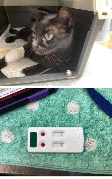 Jazzi Patient Stories Cat Specialist Services Jazzi Patient Stories Cat Specialist Services