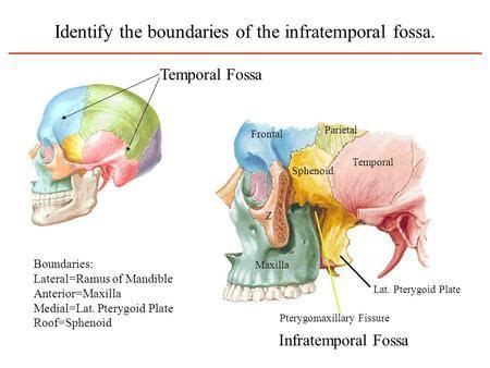 Pin On Infratemporal Fossa