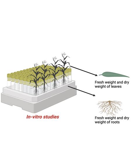 In Vitro Plant Study BioRender Science Templates