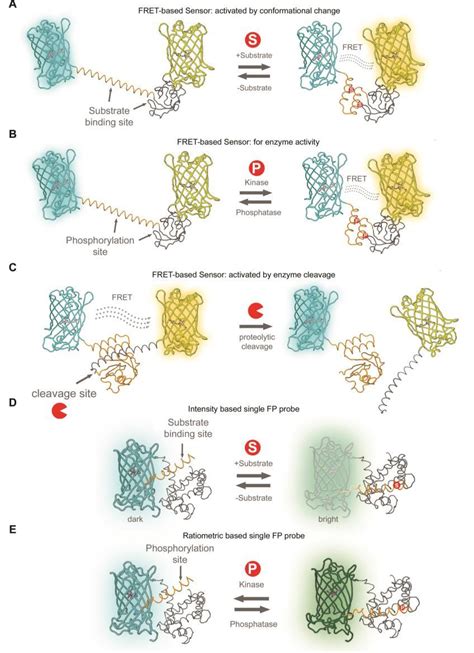 Basic Principle Of Different Single And Double FP Based Genetically Download Scientific Diagram