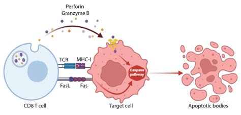 T Cell Mediated Tumor Killing Creative Bioarray Cellassay