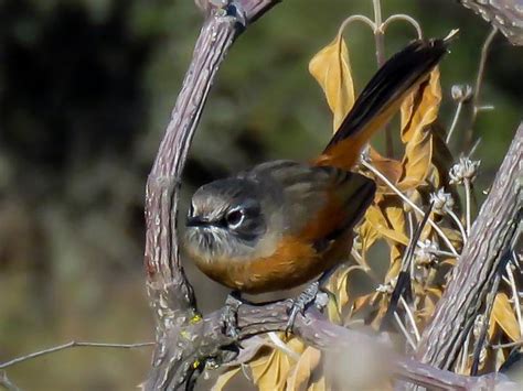 黄腹针尾雀 Global Bird Index Ioc151