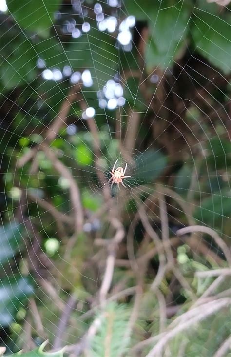 So Klein Und Schon Eine Spinne