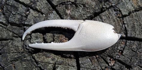 Fiddler Crab Claw Sanibel Island Florida Usa Fiddler C Flickr