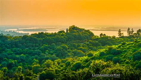 South Americas Forests Face A Crisis Of Tree Extinction Latinamerican Post