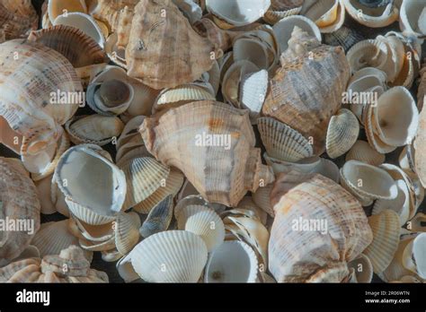 Sea Shells On The Beach Summer Background Rapan Shell Top View Beige