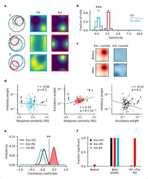 Knock Out Ko Of Plasticity In Parvalbumin Expressing Pv Interneuron Download Scientific