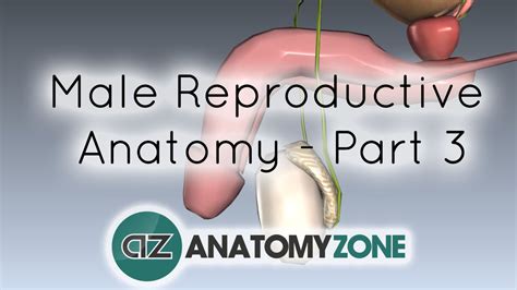 Introduction To Male Reproductive Anatomy Part 3 The Penis Youtube