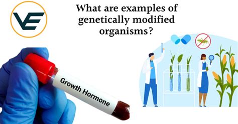 What Are Examples Of Genetically Modified Organisms Vivid Examples