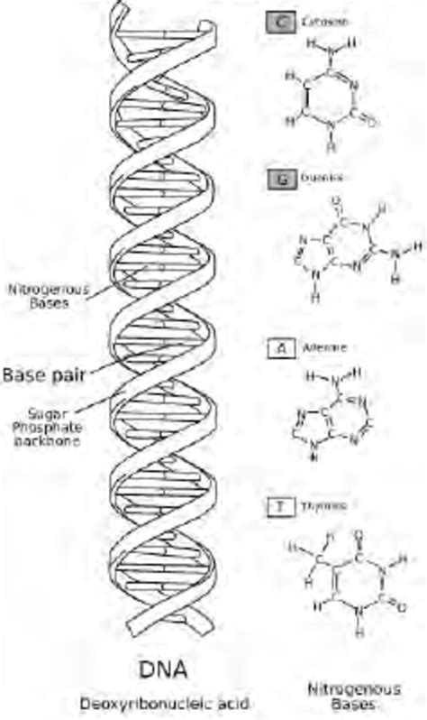 Various Structures Of Dna Building Blocks