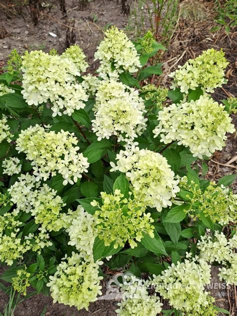 Hortenzie LatnatÁ Hydrangea Pan Candlelight Rodinné Zahradnictví V Oticích
