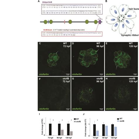The Otofb Mutation Results In Reduced Otoferlin Expression A
