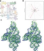 RNA Puzzles Round II Assessment Of RNA Structure Prediction Programs Applied To Three Large RNA