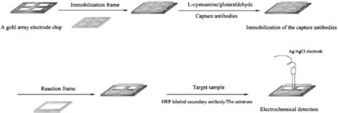 Schematic Illustration Of Impedance Multiplexed Detection Of Rat Igg Download Scientific