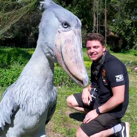 Shoe Billed Stork The Dinosaur Bird From Jurassic Park