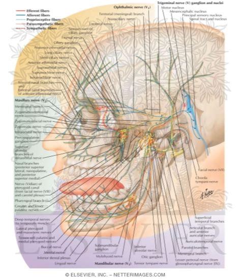 Trigeminal Nerve Anatomy Netter