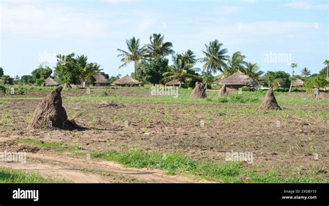 Small Village With Mud Huts New Mambone Inhambane Mozambique Ant
