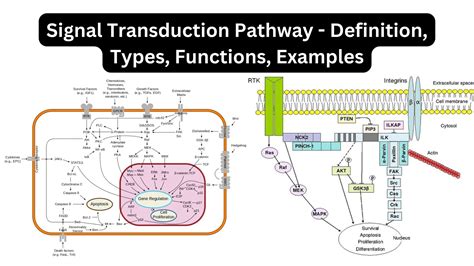 Embryology Definition Types Importance Biology Notes Online