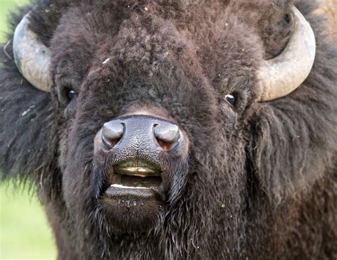 Close Up Of American Bison With Large Horns