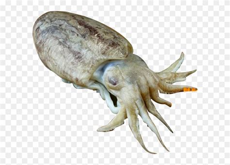 Whole Cuttlefish Octopus Hd Png Download 604x525 1179536 Pinpng