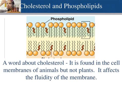 Lecture 1 Cell Structure And Cell Membrane Ppt Download