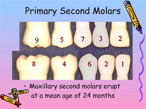 Primary Dentition And Eruption Ppt
