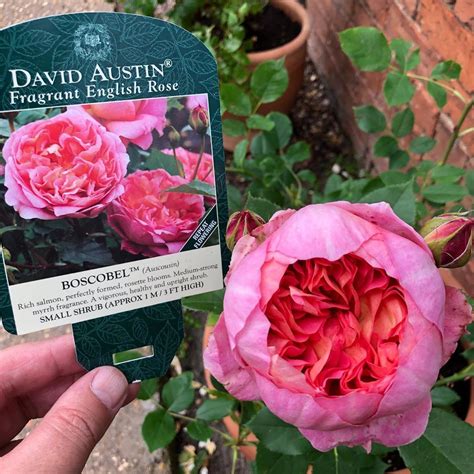 Robert Bett On Instagram David Austin English Rose Boscobel Looks