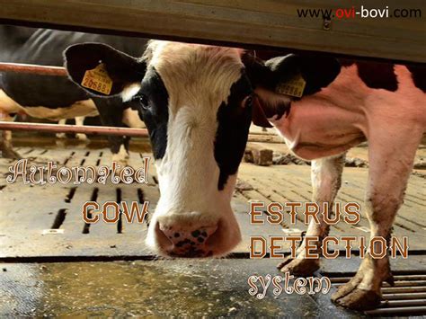 Pdf Ovi Bovi Automated Cow Estrus Detection System Dokumentips