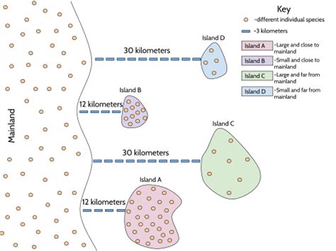 Simple Model Of Island Biogeography Showing How Island Size And