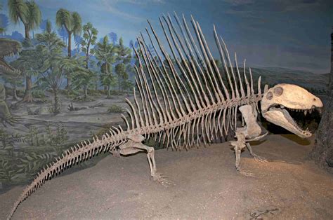 The 5 Major Mass Extinctions