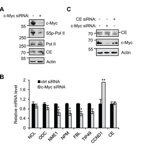 Pdf C Myc Deregulation Induces Mrna Capping Enzyme Dependency