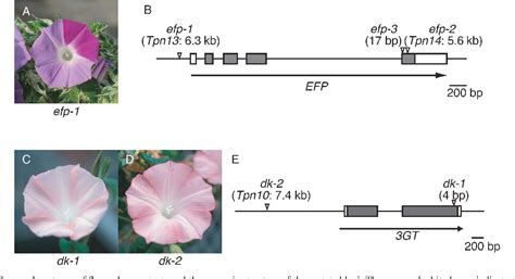 Figure 2 From Recent Advances In Flower Color Variation And Patterning