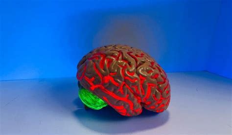 Brain Mapping Breakthroughs Transform Neuroscience The Brain Blog