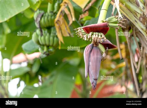 Close Up Banana Blossom Banana Flower Hanging On A Banana Tree With
