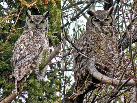 Great Horned Owl Size Comparison