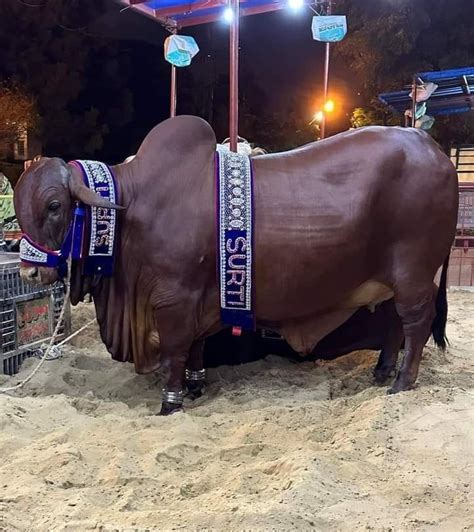 သန်လျင် ၊ကျောက်တန်း ၊ခရမ်း ၊သုံးဂွ ဆေးပေါက်နွား ရောင်းဝယ်ရေး