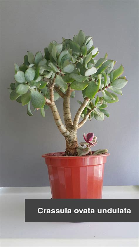 My Crassula Ovata Undulata Rbonsai