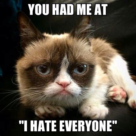 I Hate Everyone Meme Cat