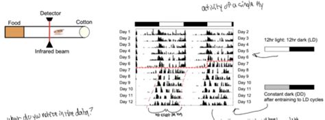 MCB Lecture Flashcards Quizlet MCB Lecture Flashcards Quizlet