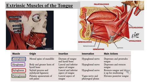 Anatomy Of The Oral Cavity And Tongue Ppsx