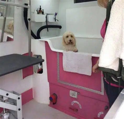 Help My Groomer Shaved My Cockapoo Cockapoo Hq