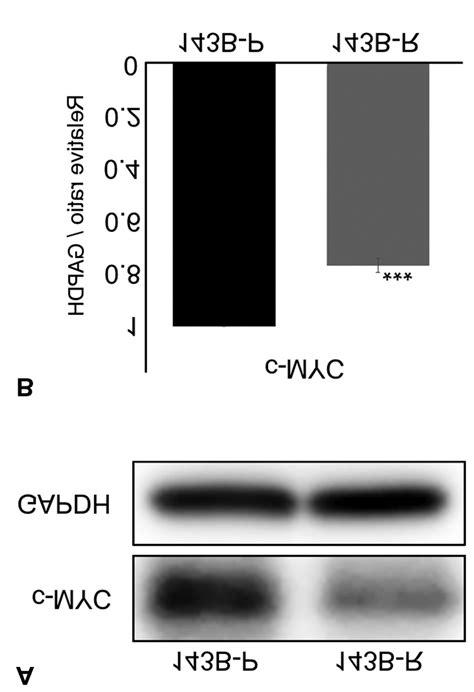 C Myc Expression A Expression Of C Myc In 143b P And 143b R Cells Download Scientific