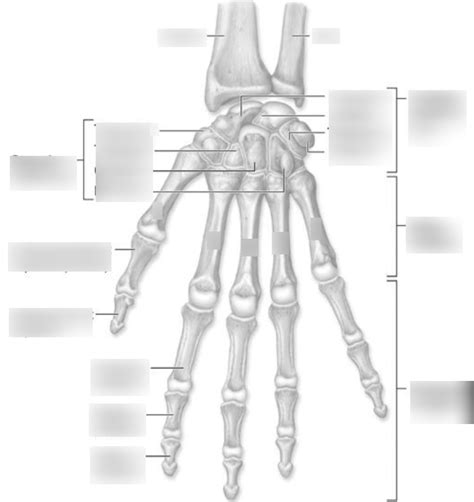 Hand Bones Diagram Quizlet