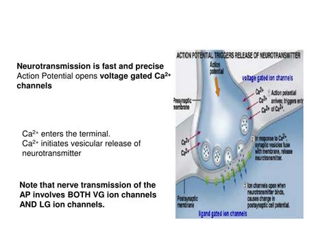PPT Ligand Gated Ion Channels PowerPoint Presentation Free Download ID